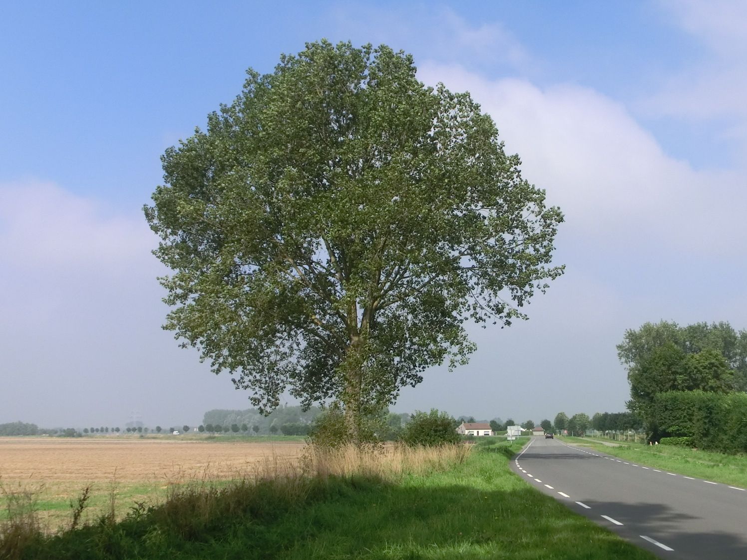 DELTA Energie helpt bij behoud Zeeuwse populierensoorten - DELTA ...